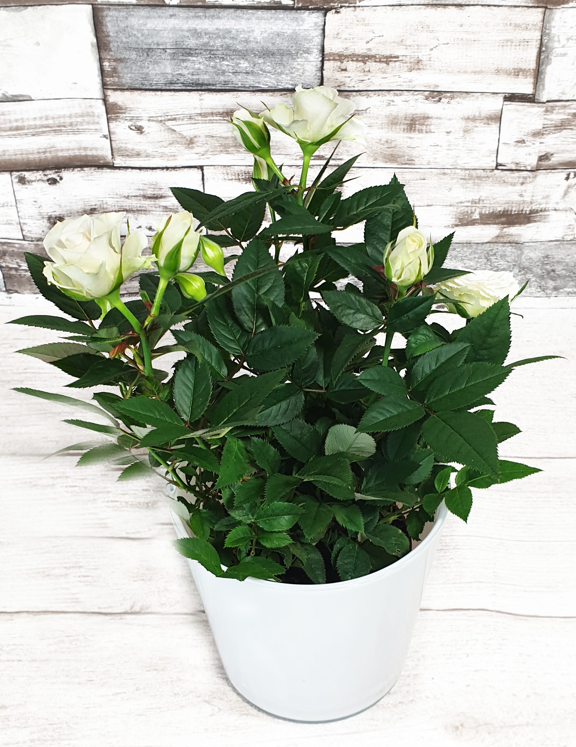 1/3 Roselline - flowers online